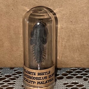 The Amber Phantom Clearwing Butterfly Haetera Piera Mounted - Etsy