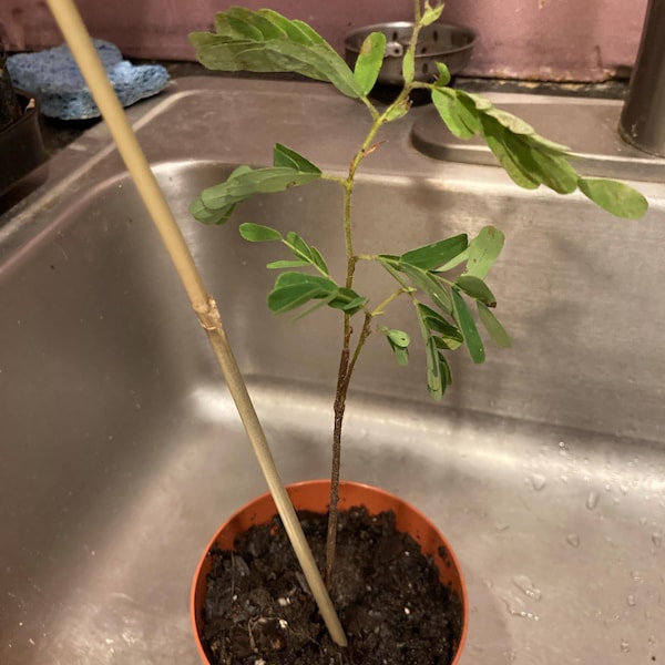 Marcus Pumpkin Avocado Tree , “cold Hardy” Grafted in 3 Gallons Pot, No ...