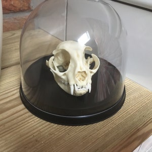 Cat Skull Replica - Etsy