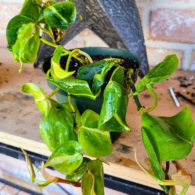 5x Cryptocoryne Wendtii 'bronze', Slow Growing Low Tech Live Freshwater ...