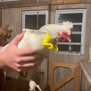 3D Printed Chicken Arms Velociraptor T-rex Dinosaur Arms - Etsy