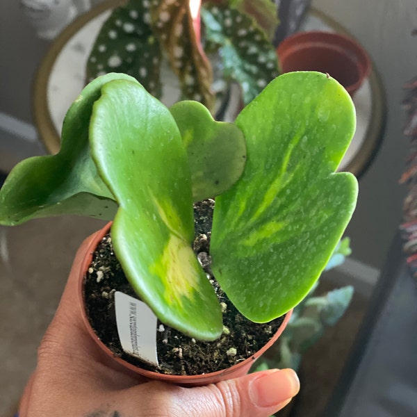 Hoya Kerrii 'picta' the Variegated Sweetheart Hoya, Rooted Plant - Etsy