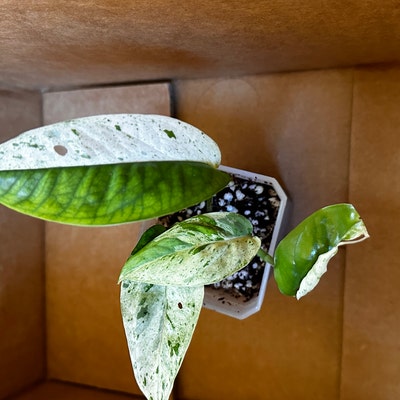 Cebu Blue Ghost Variegated Epipremnum Pinnatum Rooted Starter Plant - Etsy