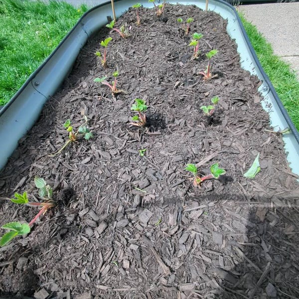 3 Raspberry Plants "joan J"-completely Thornless, Everbearing, High ...