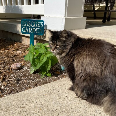 Custom Mini Garden Sign, Personalized Garden Stake Sign - Etsy