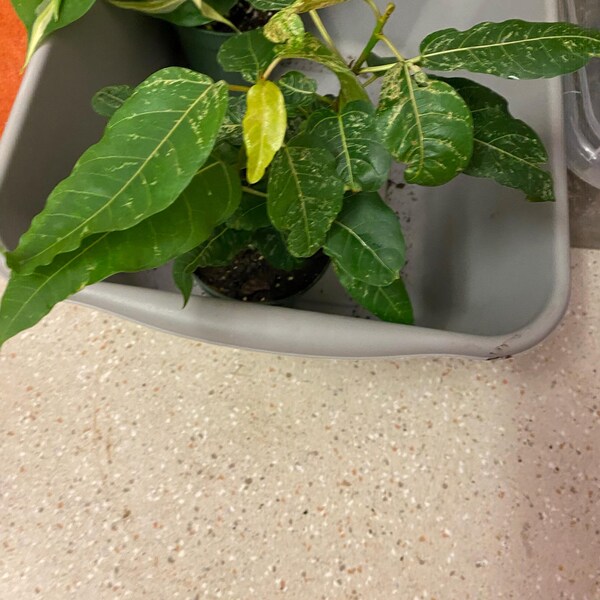 4 Ficus Clown Fig Pot Ficus Aspera Rare Houseplant - Etsy