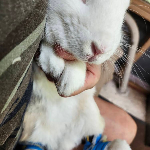 Size: Jumbo Rabbit Hock Socks 2-way Straps - Etsy