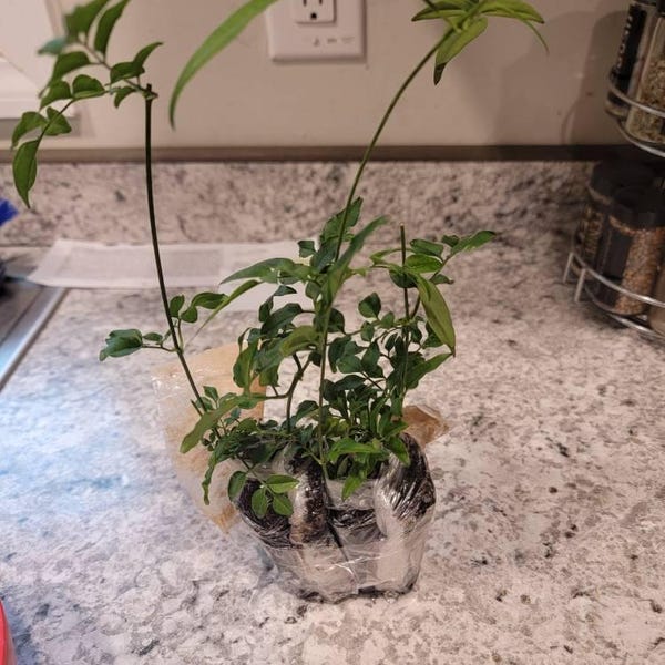 Athens Blue Princess Glory Bush Plant~~tibouchina Urvilleana~small ...