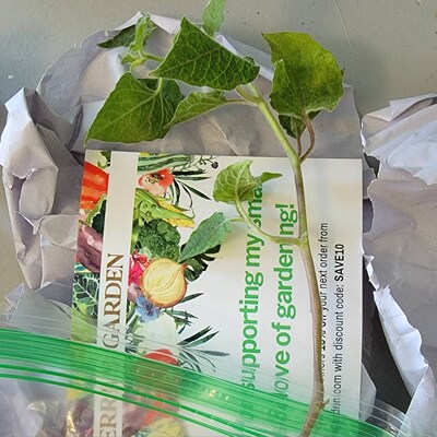 Tromboncino Rampicante Huge Italian Heirloom Zucchini Squash - Etsy