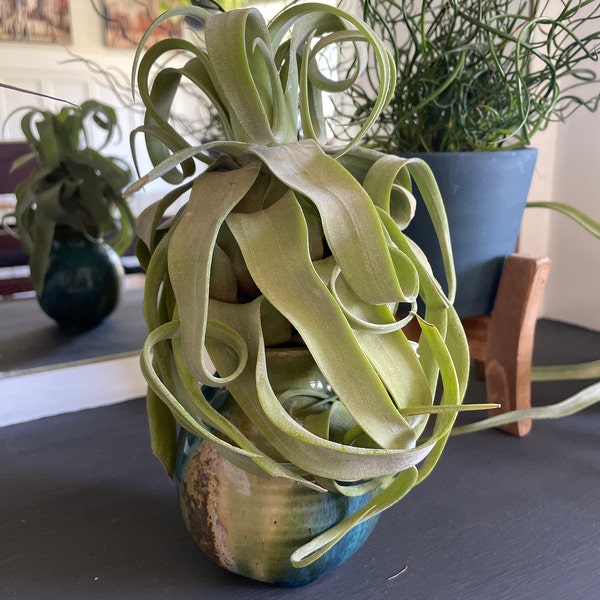 Tillandsia Streptophylla Air Plant | Curly Plant, Large Plant, Indoor ...