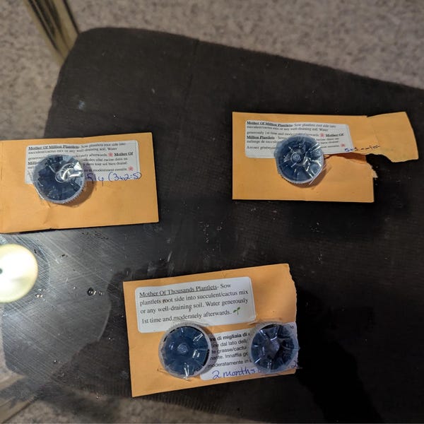 HEAVEN BLUE MILKWEED Tweedia Seeds - Rare Blue Milkweed / Blue Milkweed ...