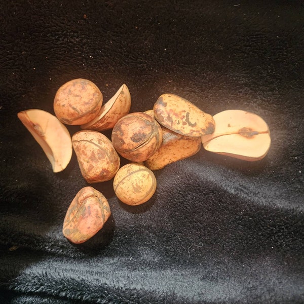 Kola Nuts 4/ 5/6 Lobes Pieces- 8 Oz / 220 Grams Cola Acuminata - Etsy