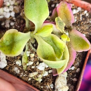 Variegated Baby Sun Rose, Ice Plant, Pink Succulent, Rare Plant in 2, 4 ...