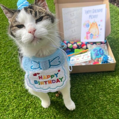 Personalised Cat Birthday Gift Box, Gotcha Day Presents, Pet ...