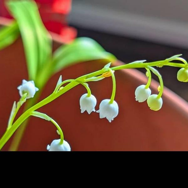 WHITE LILY of the VALLEY-10 Bare Roots, Plants/pips - Etsy