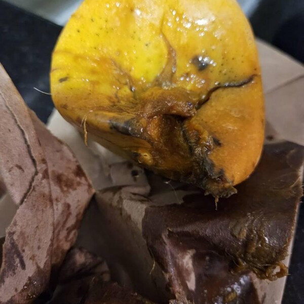 Juliette Mango Tree - 3 Gallon Drafted - Etsy