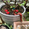 Earthworm Pot Pal Plant Pot Accessory - Etsy