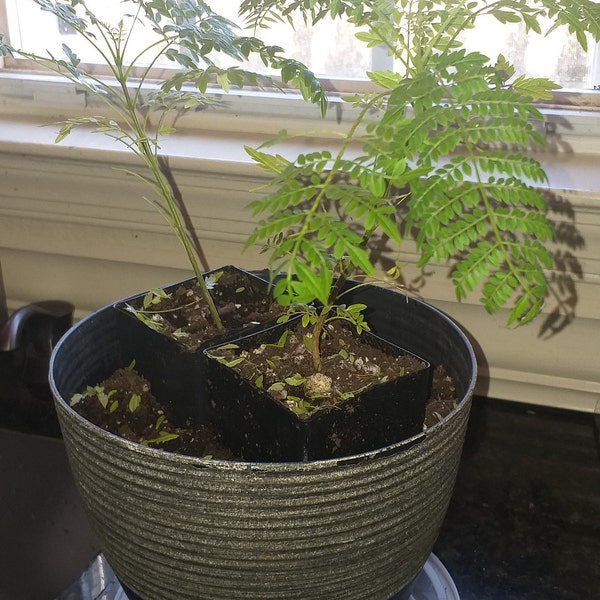 Treesagain Potted Blue Jacaranda Tree - Jacaranda Mimosifolia - 8 to 17 ...