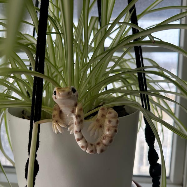 Yellow Morphe Snake Plant Pal Pose 3 - Etsy