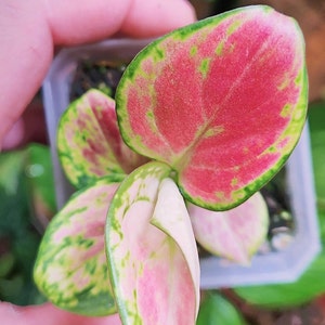 Vat Light in the Night African Violet Live Plant in a 4 - Etsy