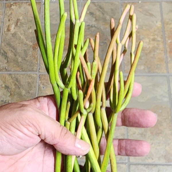 10 Fire Stick Succulent Cuttings/pencil Cactus/euphorbia Tirucalli - Etsy