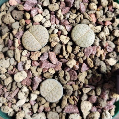 Plant one Lithops Dorotheae C300 - Etsy