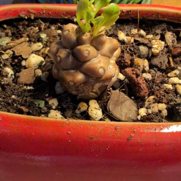 Bulbine Torta, Super Rare Succulent！ - Etsy