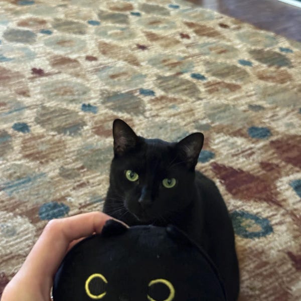 Graduation Gift Positive Potato, Emotional Support Pickle, High School ...