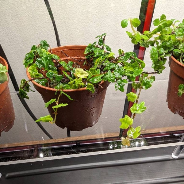 Miniature Creeping Fig (ficus Pumila Quercifolia) - Etsy