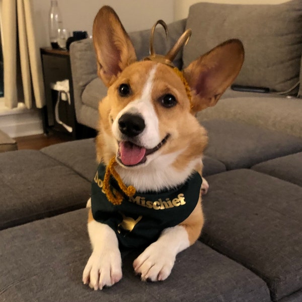 Loki Dog of Mischief Bandana, Loki Symbol Bandana, Marvel Dog Bandana ...