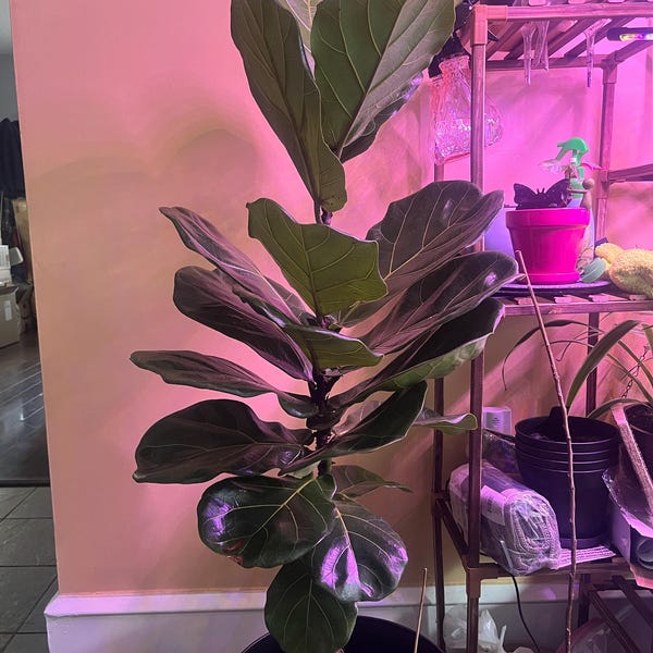 Ficus Lyrata Tree Form Single Stem, Fiddle Leaf Fig Tree - Etsy