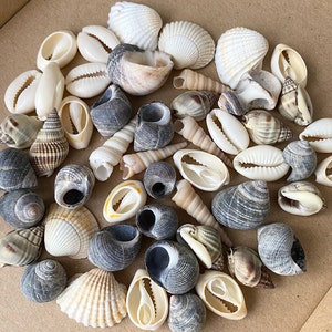 100 SMALL SEASHELLS Mini Sea Shells Craft Wedding Beach | Etsy