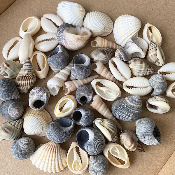 100 Small Seashell Mix, Tiny Sea Shell Lot, Beach Wedding Decor, Sea ...