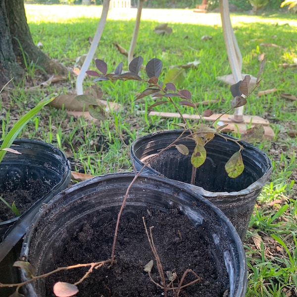 Mini Blues Blueberry Bush - 1 Live Plant- TLMAGIC - Etsy