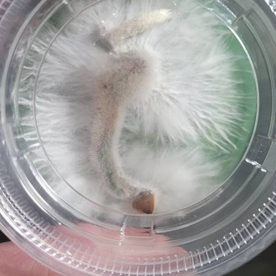 25x Agar Cups 100% Sterile Agar Plates Sorghum Yeast Agar - Etsy