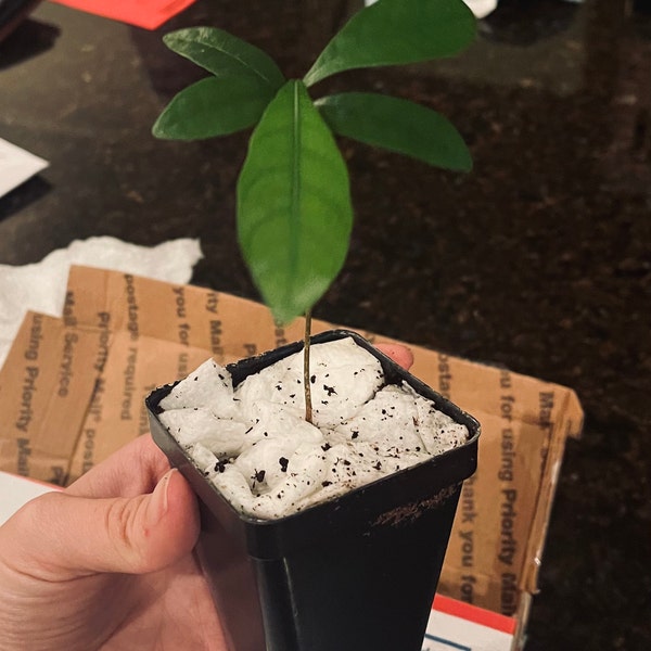 Miracle Fruit Synsepalum Dulcificum Miracle Berry Fruit Seedling PLANT ...