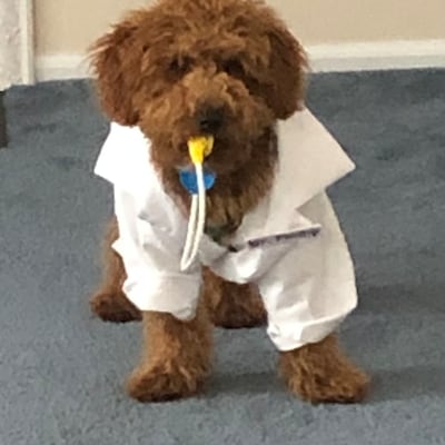Dog Doctor Lab Coat Costume, Doctor Lab Coat Dog Costume, Pet Doctor ...