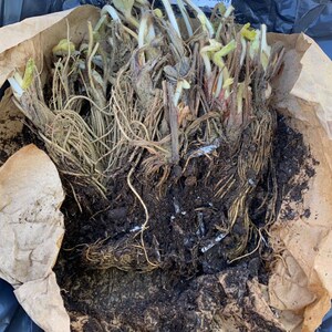 2 Raspberry Plants Joan J Completely Thornless Everbearing | Etsy