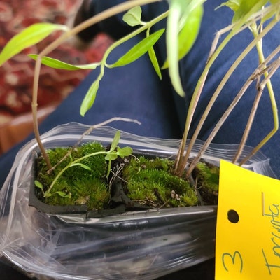 Schoenoplectus Pungens Common Threesquare Bareroot Live Plant Wetland ...