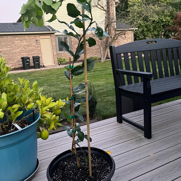 Kaffir Lime Tree - Citrus Hystrix Makrut in 1/2 Gal Pot, Kieffer Lime ...