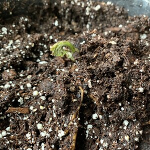 Walter Faxon Peony Pink Fragrant Spring Blooms Perennial - Etsy