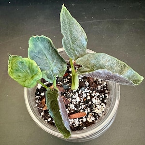 Apoballis Acuminatissima lavallei Starter Plant - Etsy