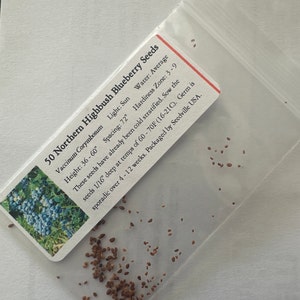 200 BLUE EYED GRASS western or Californian Sisyrinchium Bellum Flower ...