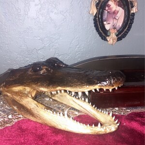 ALLIGATOR BONE DUST Voodoo Hoodoo Wicca Gothic Oddity - Etsy