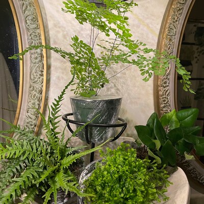 Golden Club Moss Fern Plant Live Moss Lime Green Spike Moss ...