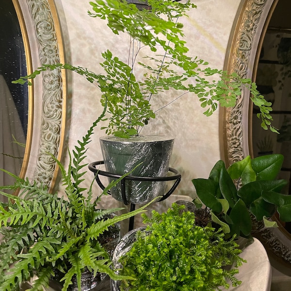 Golden Club Moss Fern Plant Live Moss Lime Green Spike Moss ...