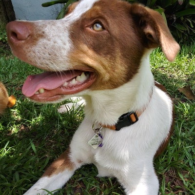 Dog Tags for Dogs Pet Id Tag Custom Engraved Pet Tag Square - Etsy