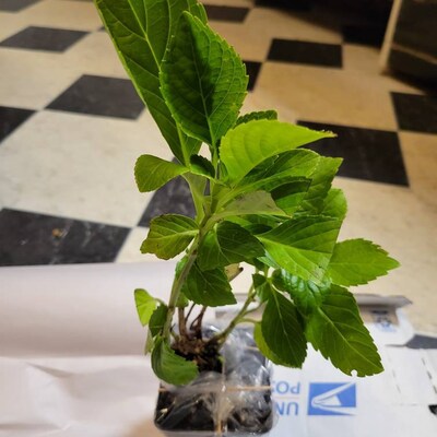 Hydrangea 'dancing Angels-sweet Fantasy' Starter Plant Approx 5-7 Inch ...