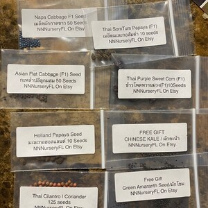 Millingtonia Tree Seed Indian Cork Tree Seed Tree Jasmine Seed Kasalong ...