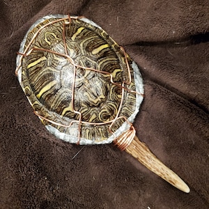 Small Natural Red Eared Slider Turtle Shells 4 5 1/2 Inch CHOOSE Your ...